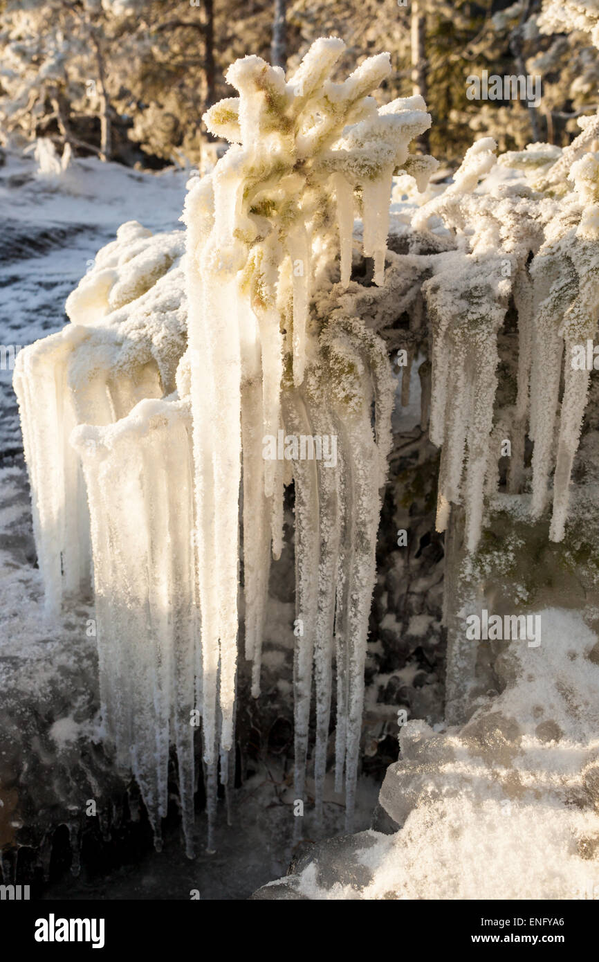 Long icicles frozen branch Stock Photo - Alamy