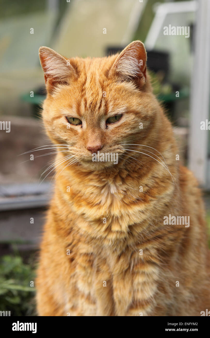 Ginger pet hi-res stock photography and images - Alamy