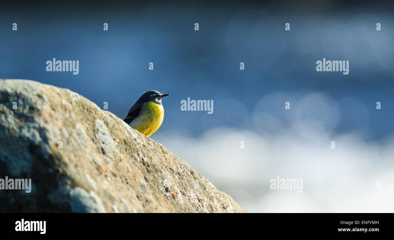 The grey wagtail motacilla cinerea hi-res stock photography and images ...