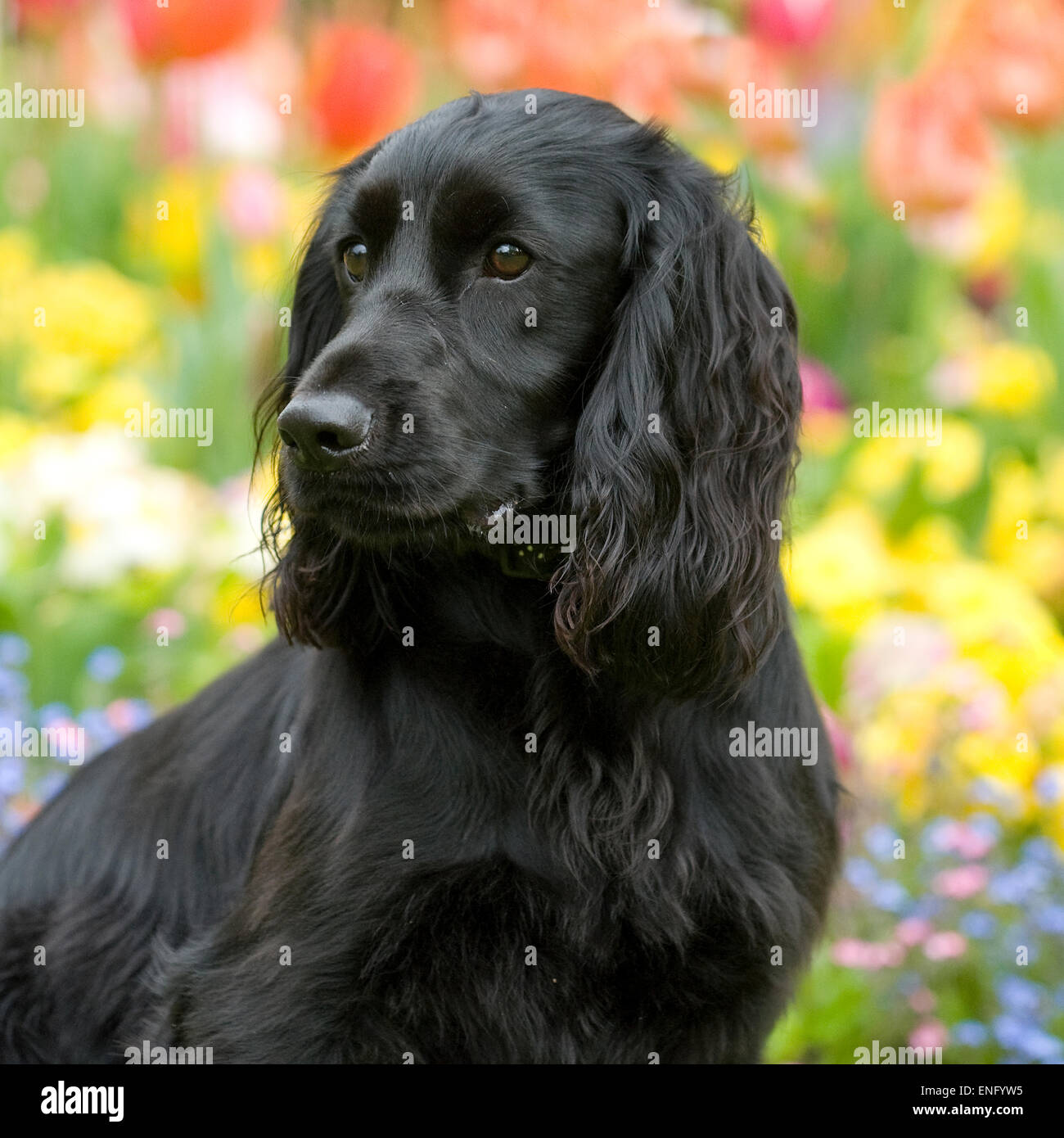 Black Cocker Spaniel High Resolution Stock Photography and Images - Alamy