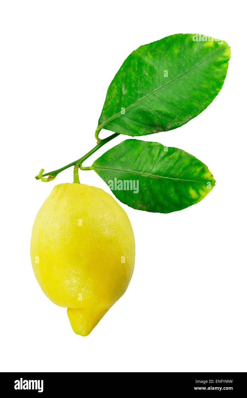 One Whole Lemon and Leaf Stock Photo - Alamy