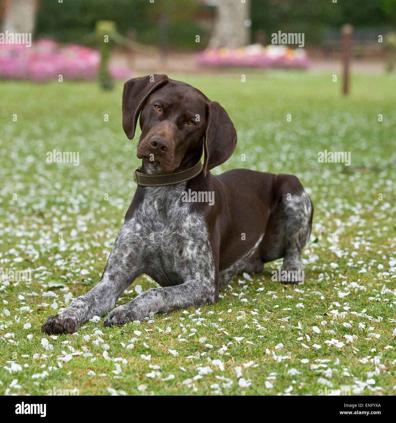 german shorthaired pointer Stock Photo - Alamy