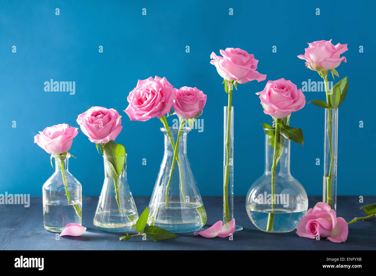 pink rose flowers in chemical flasks over blue Stock Photo - Alamy