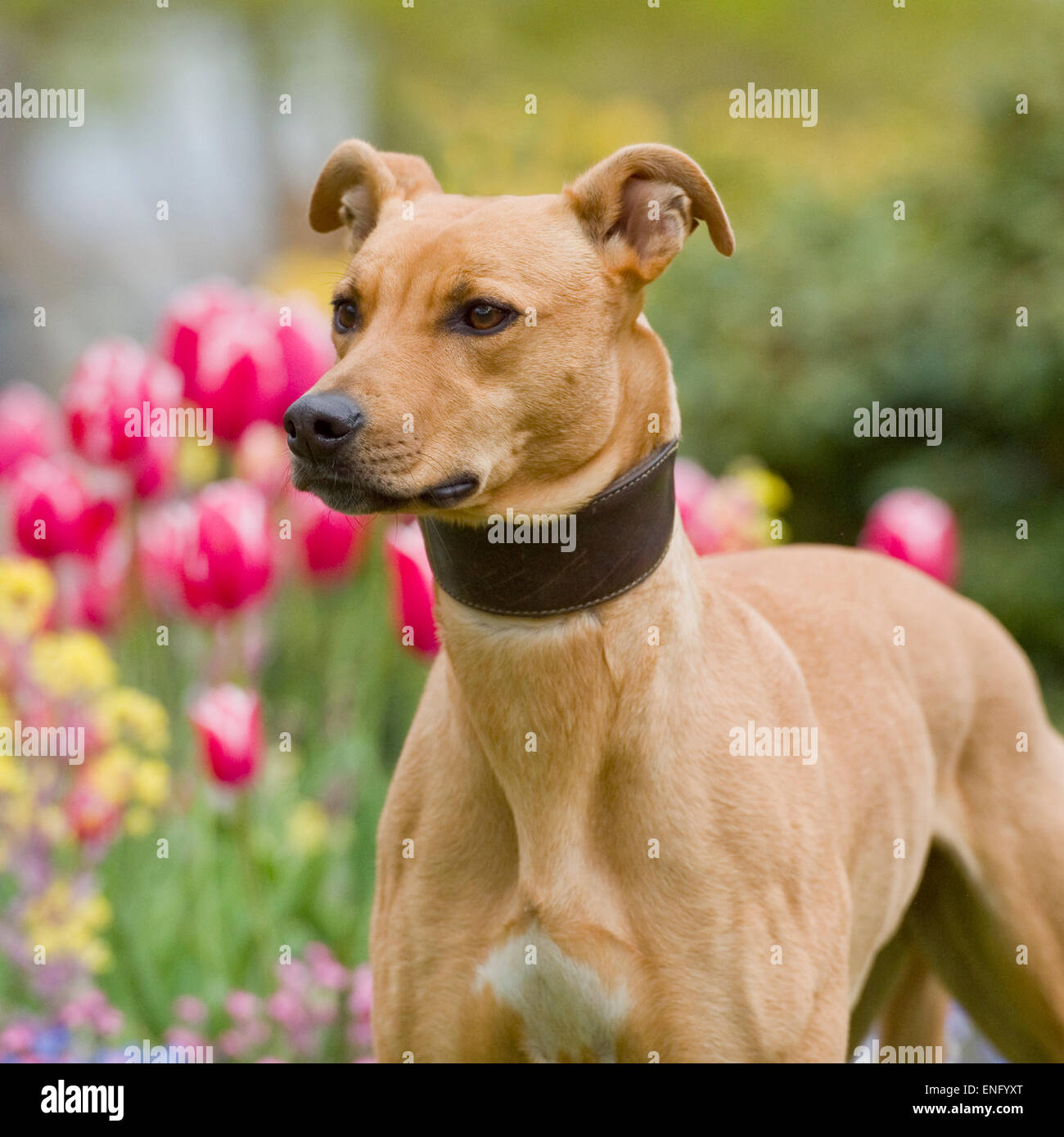 Bull lurcher hi-res stock photography and images - Alamy