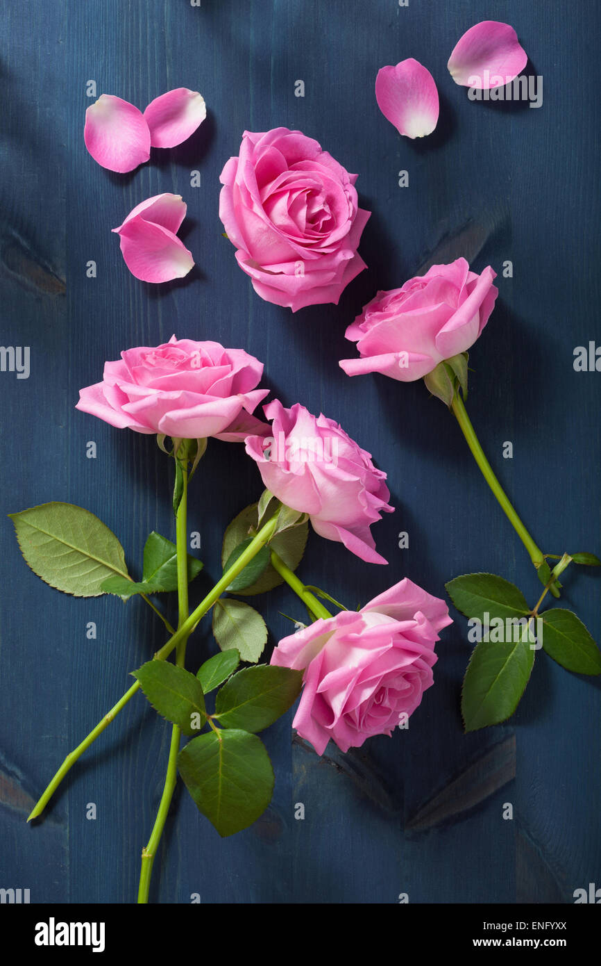 pink rose flowers over dark blue background Stock Photo - Alamy