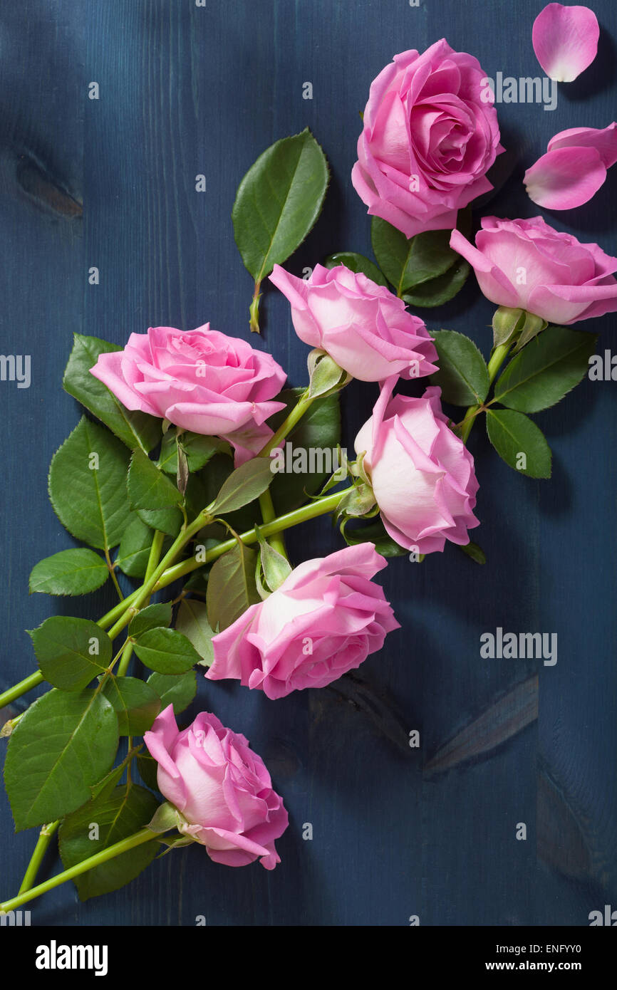 pink rose flowers over dark blue background Stock Photo - Alamy