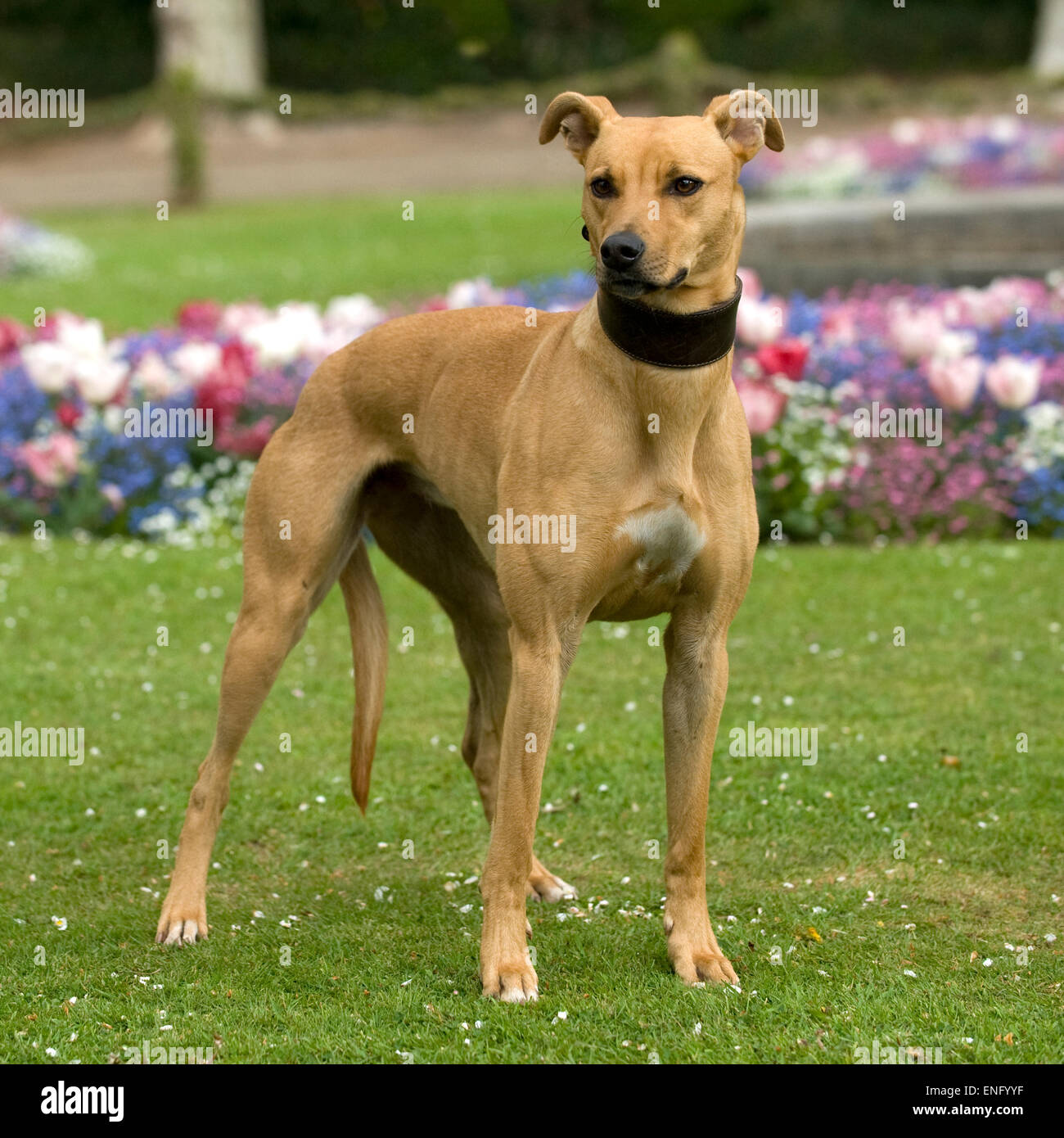 Bull lurcher hi-res stock photography and images - Alamy