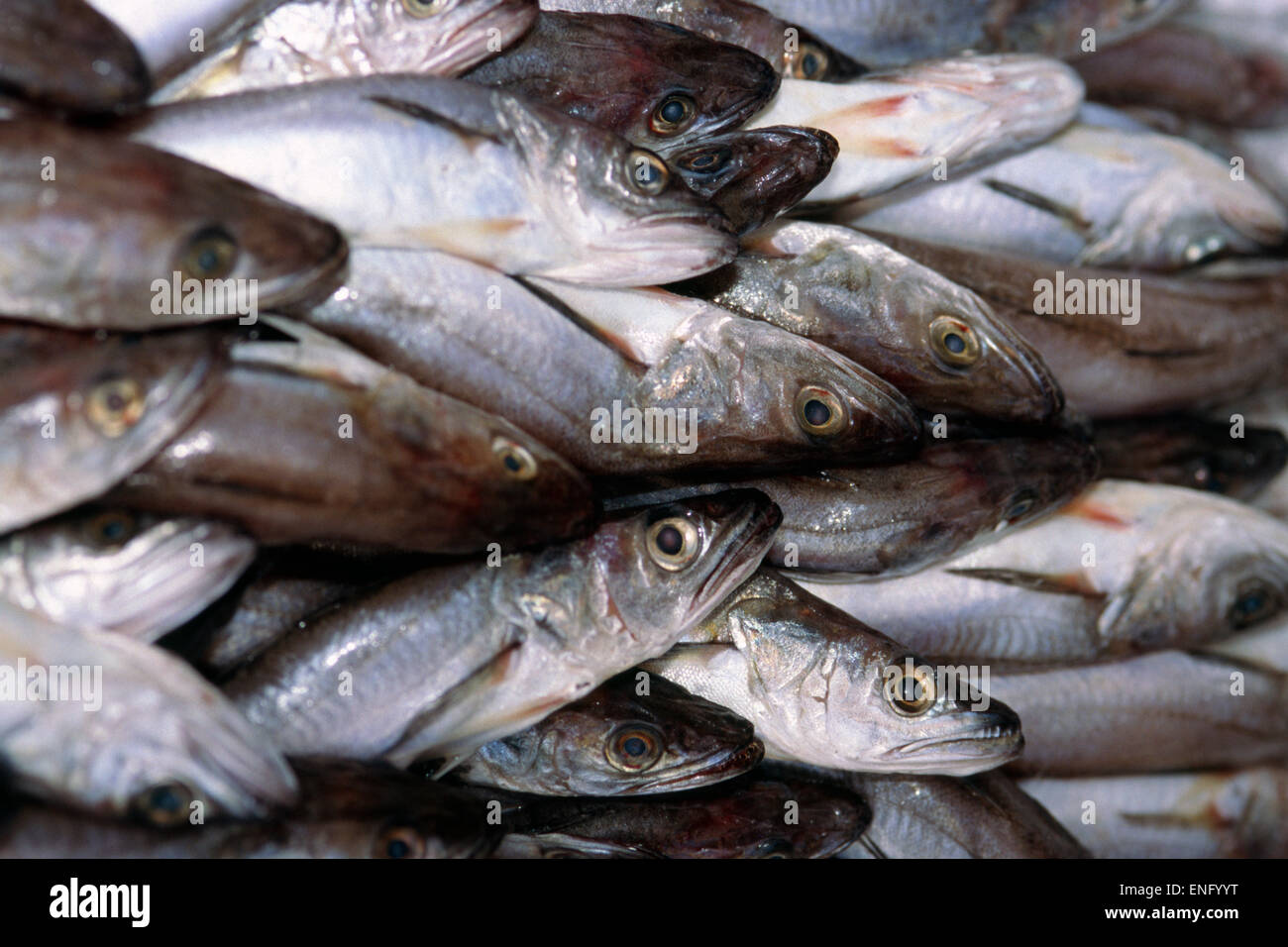 Hakes hi-res stock photography and images - Alamy