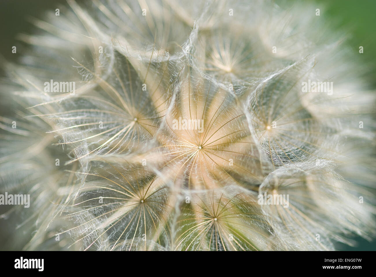 dandelion seed head time clock wind dispersal Stock Photo - Alamy