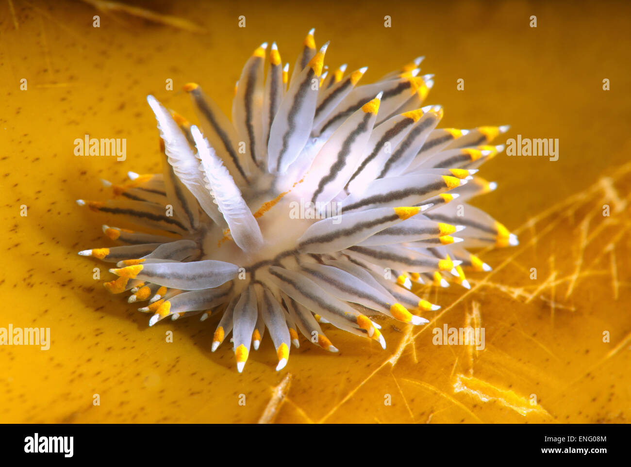 Nudibranch or Sea Slug (Janolus fuscus ) Sea of Japan, Rudnaya Pristan ...