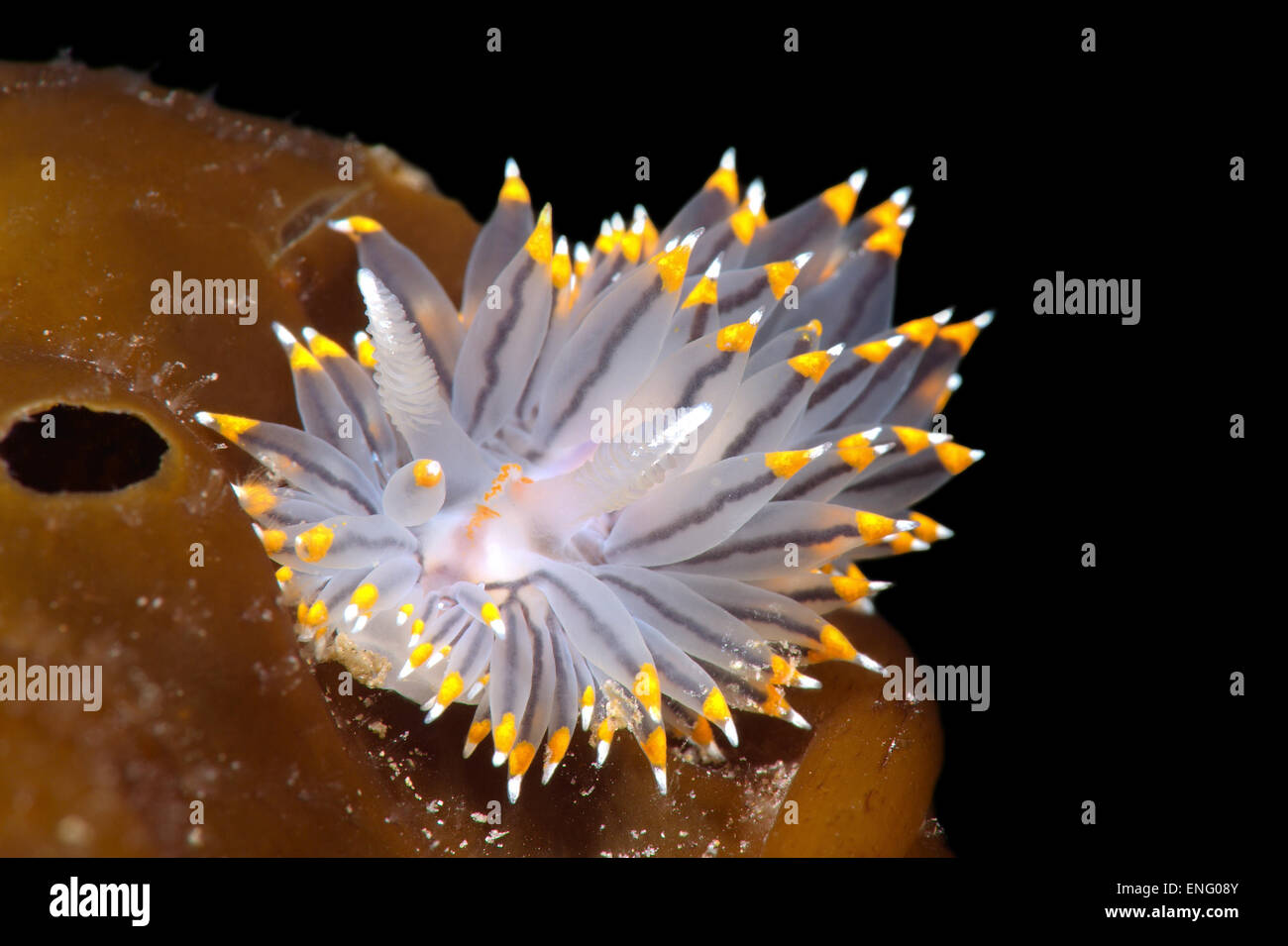 Nudibranch or Sea Slug (Janolus fuscus ) Sea of Japan, Rudnaya Pristan ...
