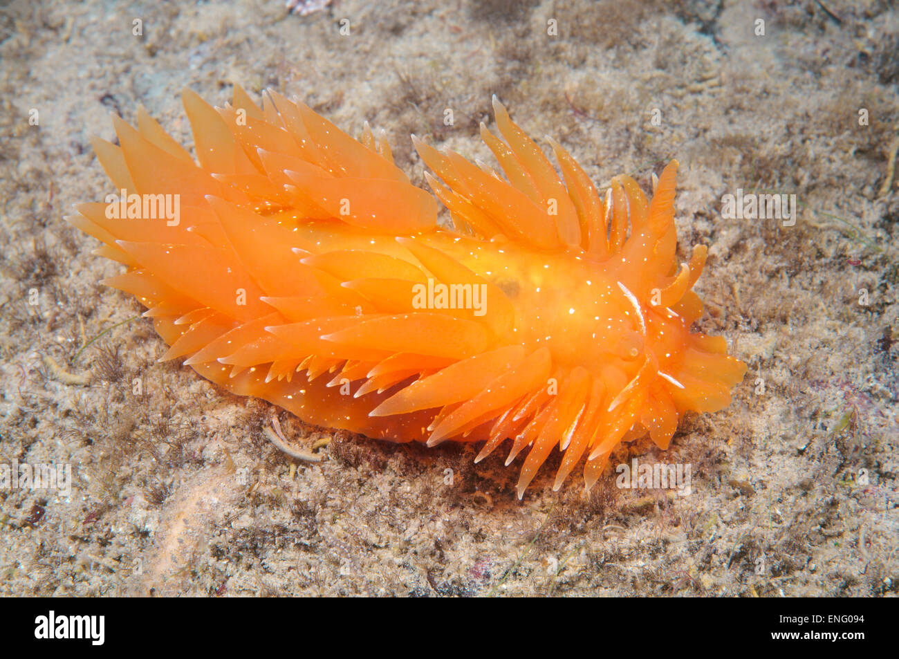 Gold Dirona High Resolution Stock Photography and Images - Alamy