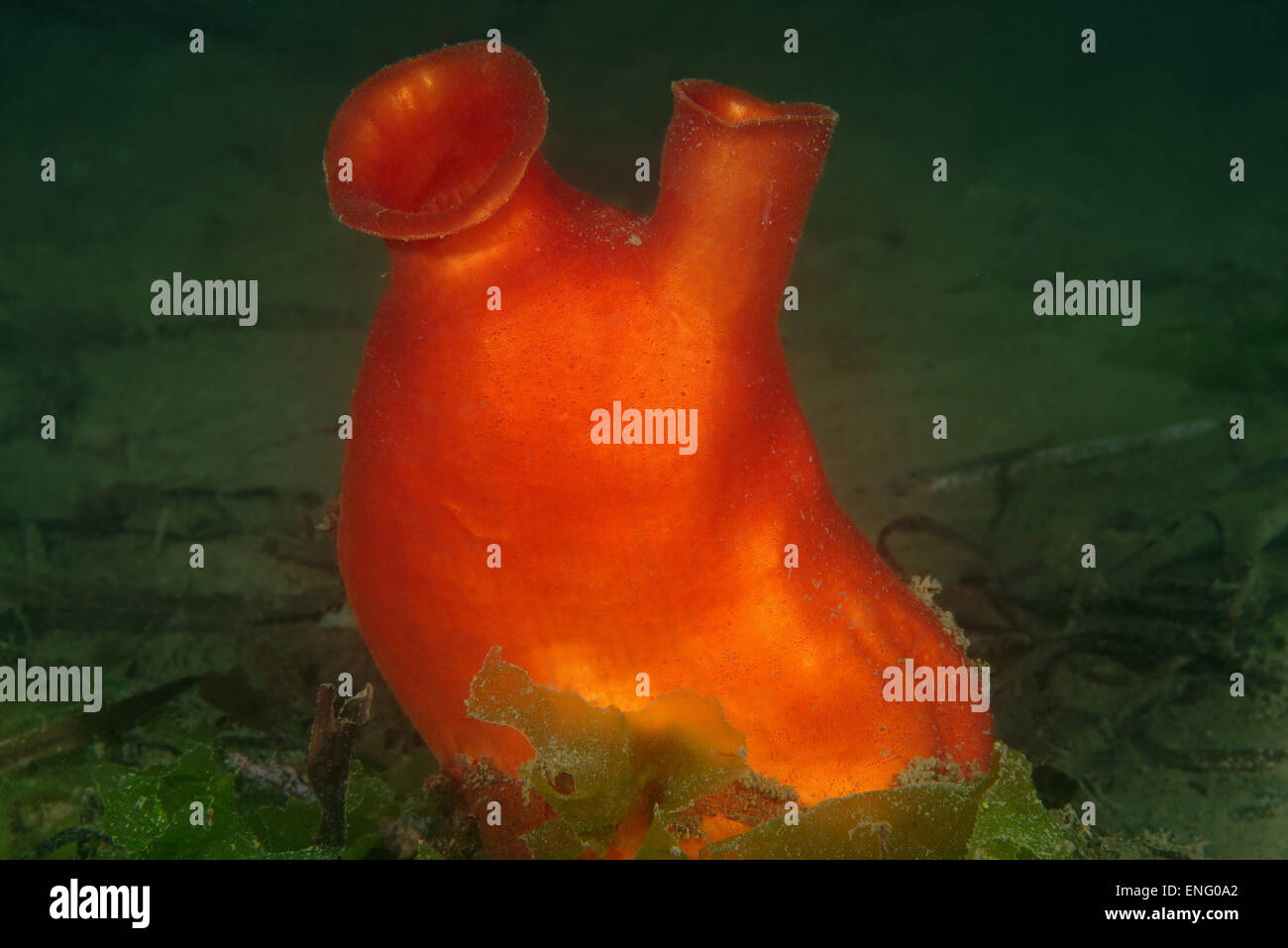 Sea peach (Halocynthia aurantium) Sea of Japan, Rudnaya Pristan, Far ...