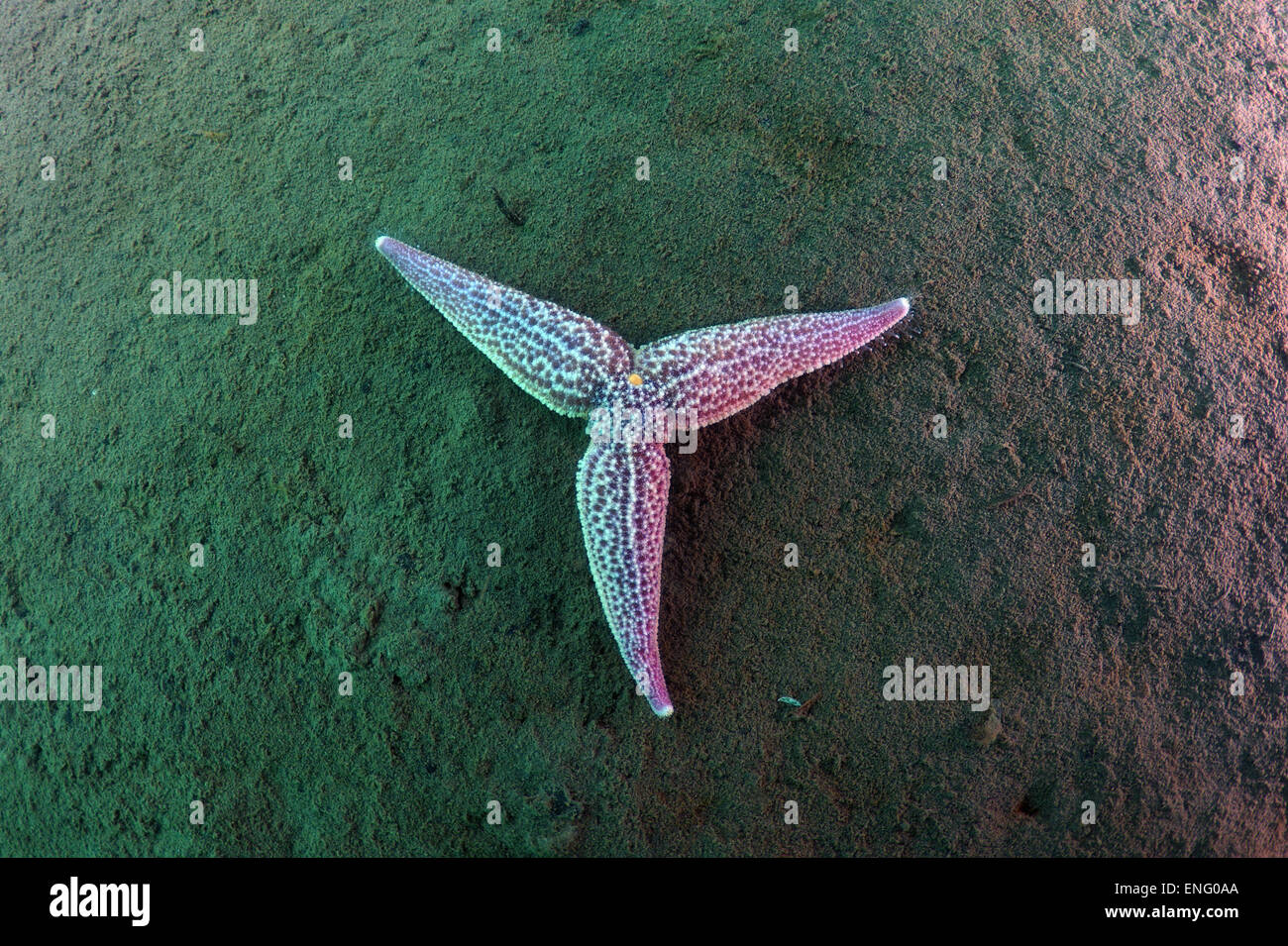 Northern Pacific seastar or Japanese common starfish (Asterias ...