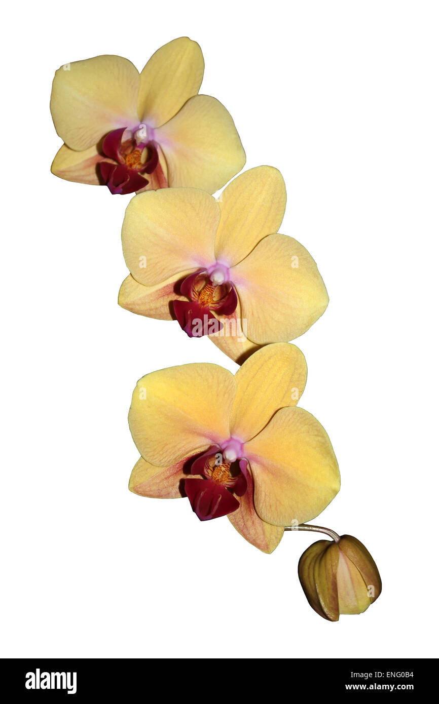 Species hybrid Cut Out Stock Images & Pictures - Alamy