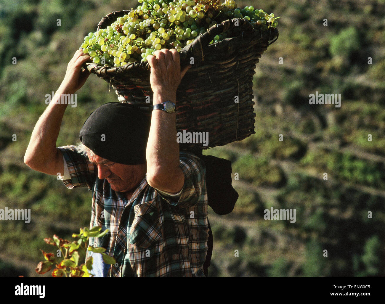 harvest over the sea in cinqueterre, liguria, italy Stock Photo - Alamy