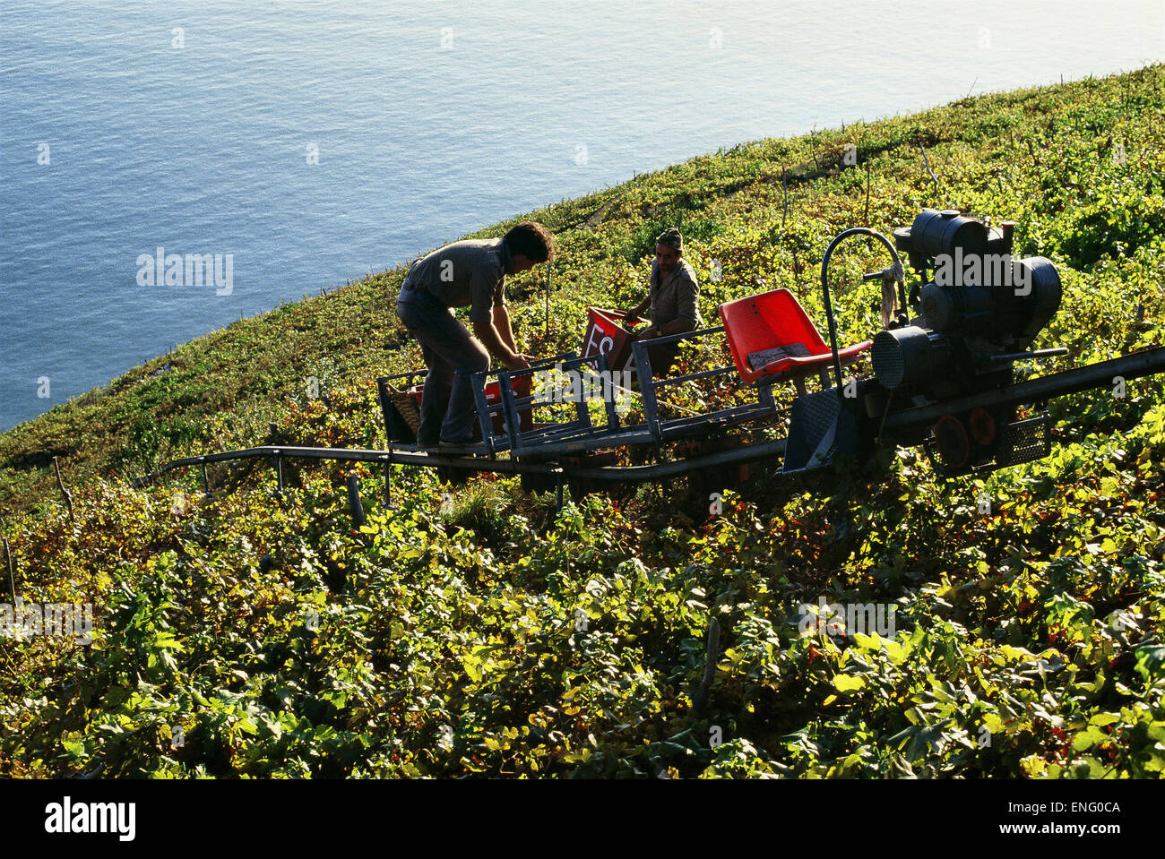 harvest over the sea in cinqueterre, liguria, italy Stock Photo - Alamy