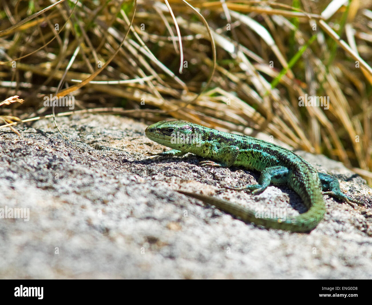 Viviparous (Common) Lizard,Lacerta vivipara,basking in the sunshine ...