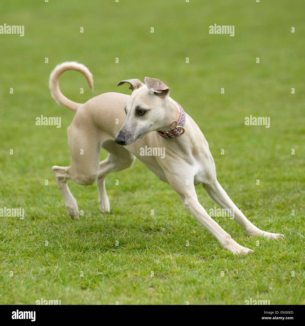 Whippet running hi-res stock photography and images - Alamy