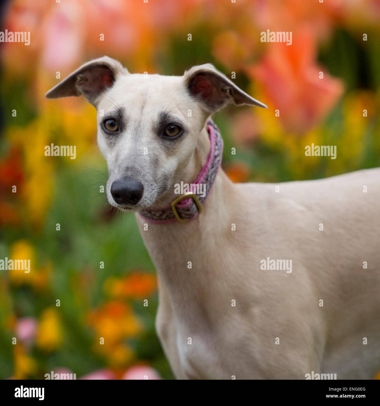 Whippet head hi-res stock photography and images - Alamy
