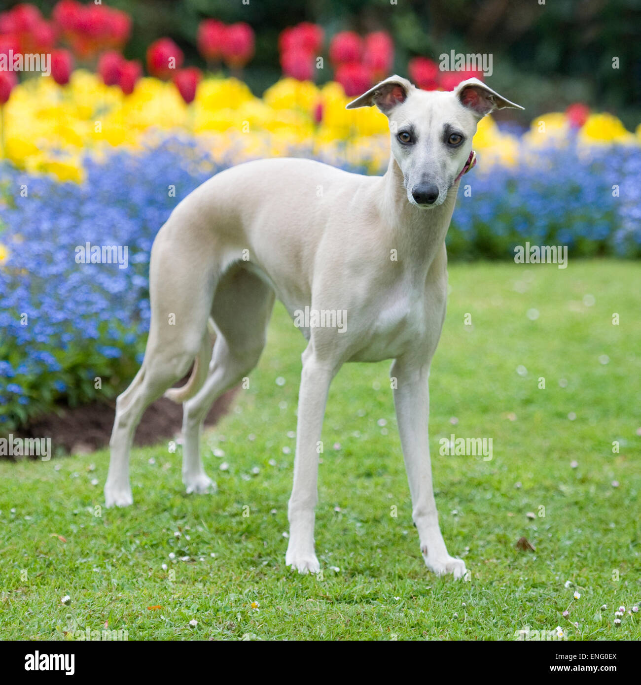 Whippet body hi-res stock photography and images - Alamy