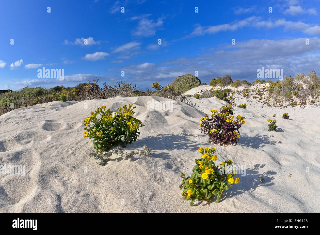 Canary islands, Fuerteventura, dune vegetation Stock Photo - Alamy
