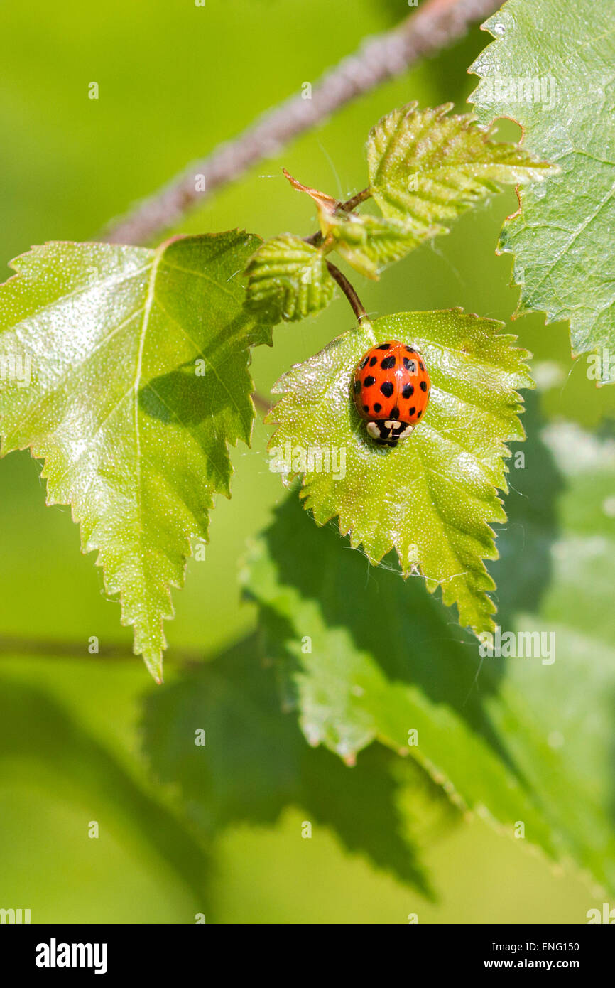 ladybird on a leaf close up Stock Photo - Alamy