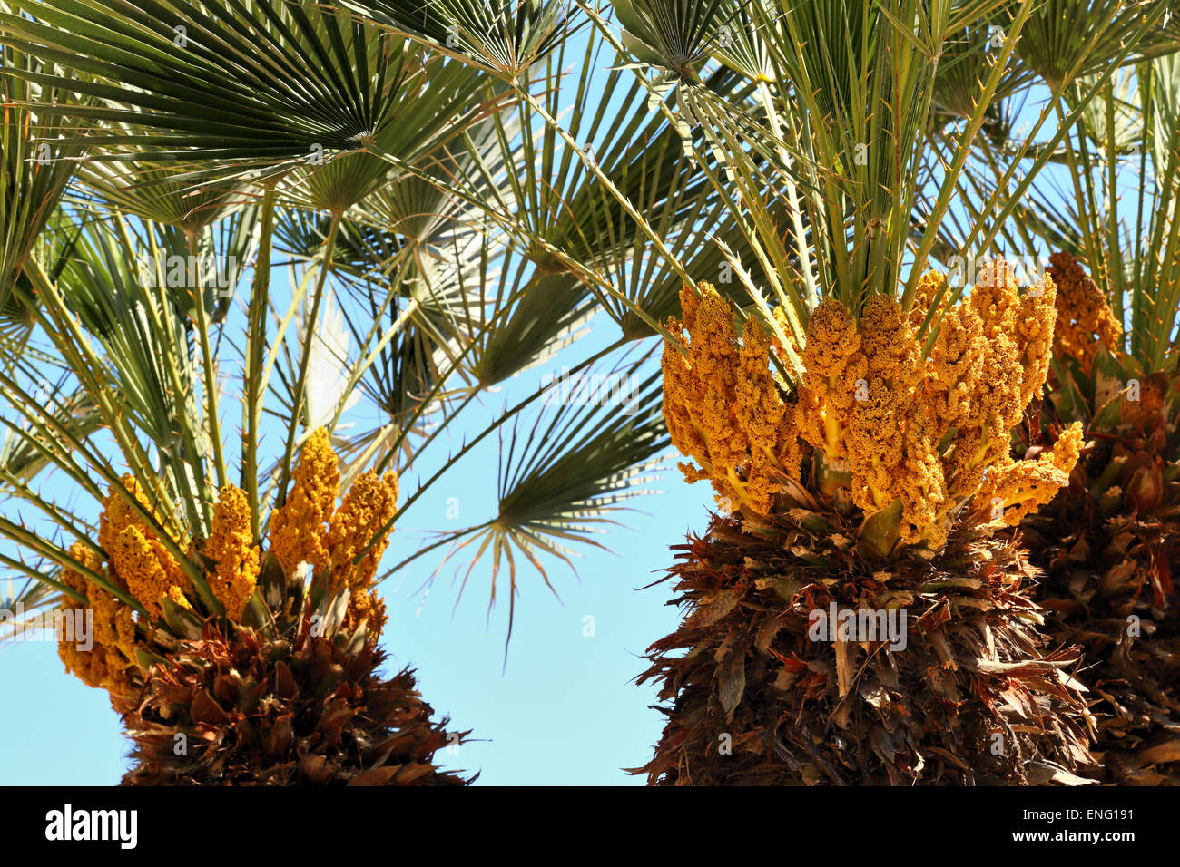 Margallo Chamaerops Humilis High Resolution Stock Photography and Images - Alamy