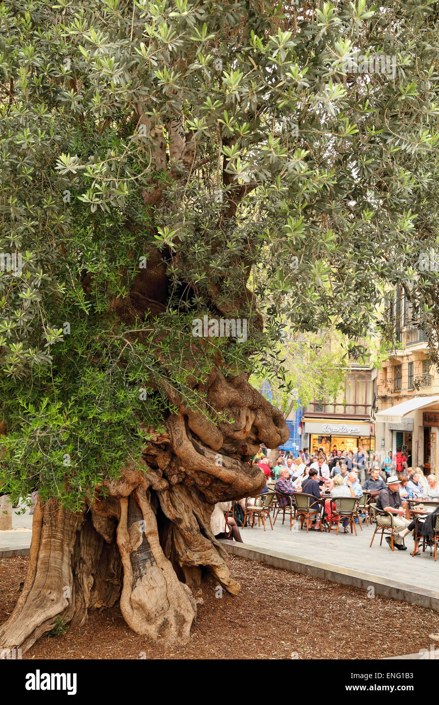 Old olive tree, Palma de Mallorca Stock Photo - Alamy