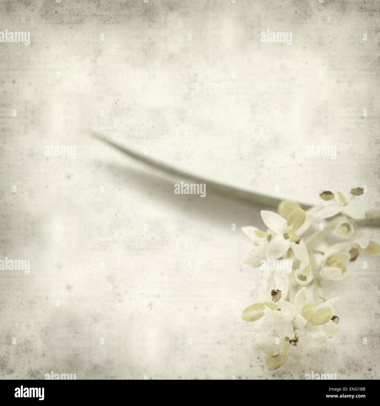 textured old paper background with olive tree flowers Stock Photo - Alamy