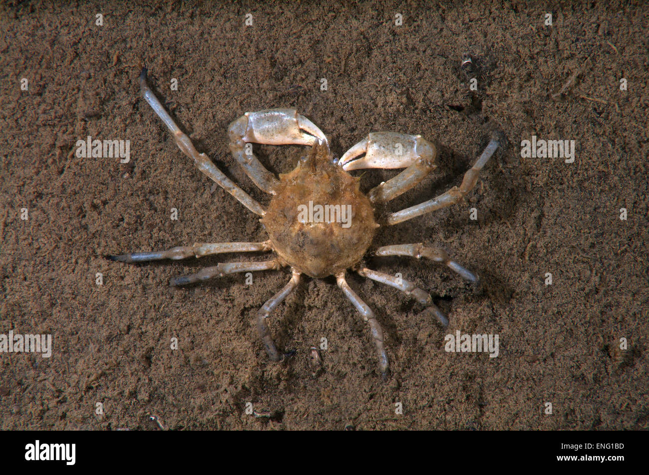 Great spider crab, spider crab, or kelp crab (Pugettia quadridens Stock ...
