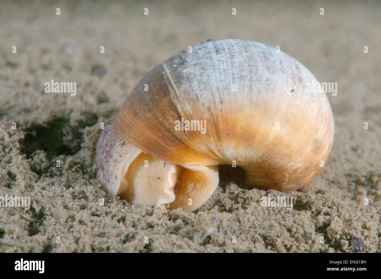 Moon shell (Cryptonatica janthostoma) buries itself in the sand, Sea of ...