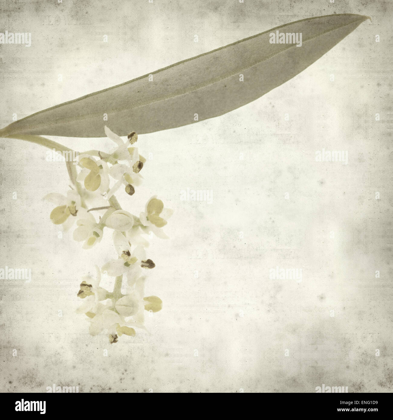 textured old paper background with olive tree flowers Stock Photo - Alamy