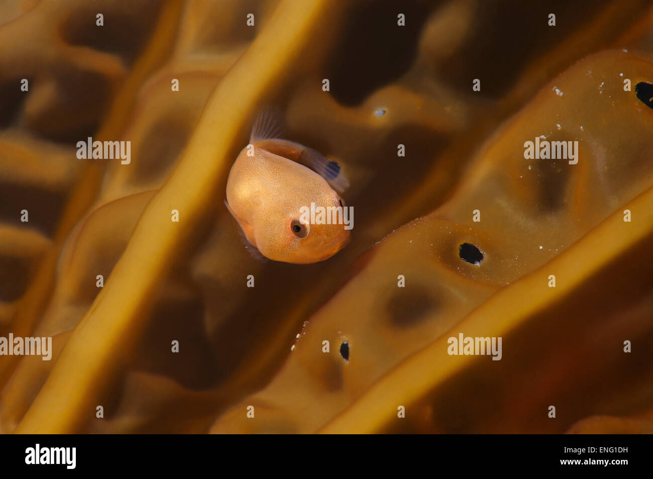 Lumpsucker hi-res stock photography and images - Alamy