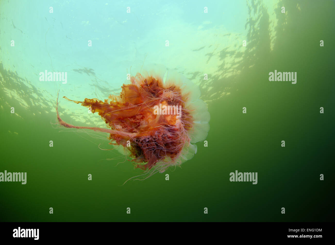 Cyanea arctica hi-res stock photography and images - Alamy