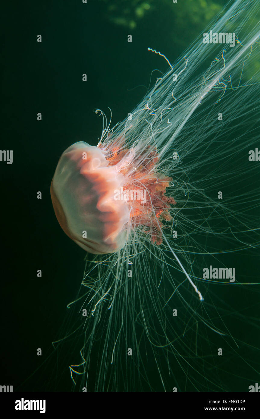 Lions mane jellyfishes cyanea capillata hi-res stock photography and ...