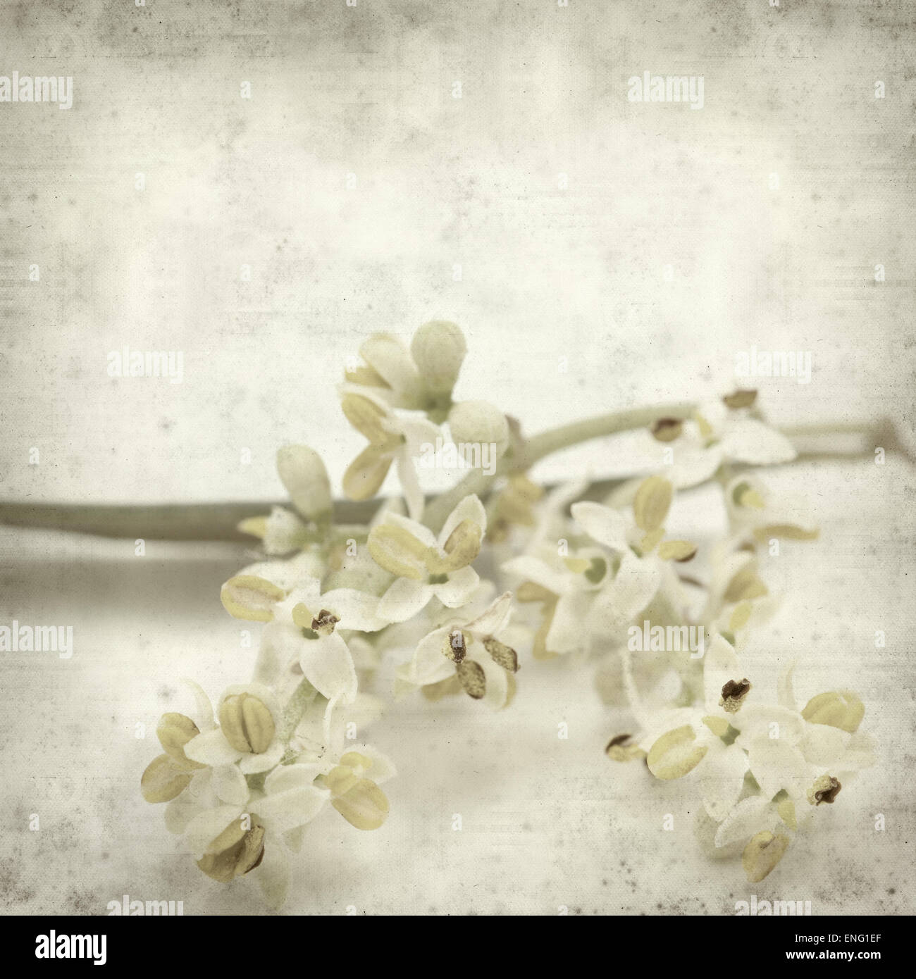 textured old paper background with olive tree flowers Stock Photo - Alamy