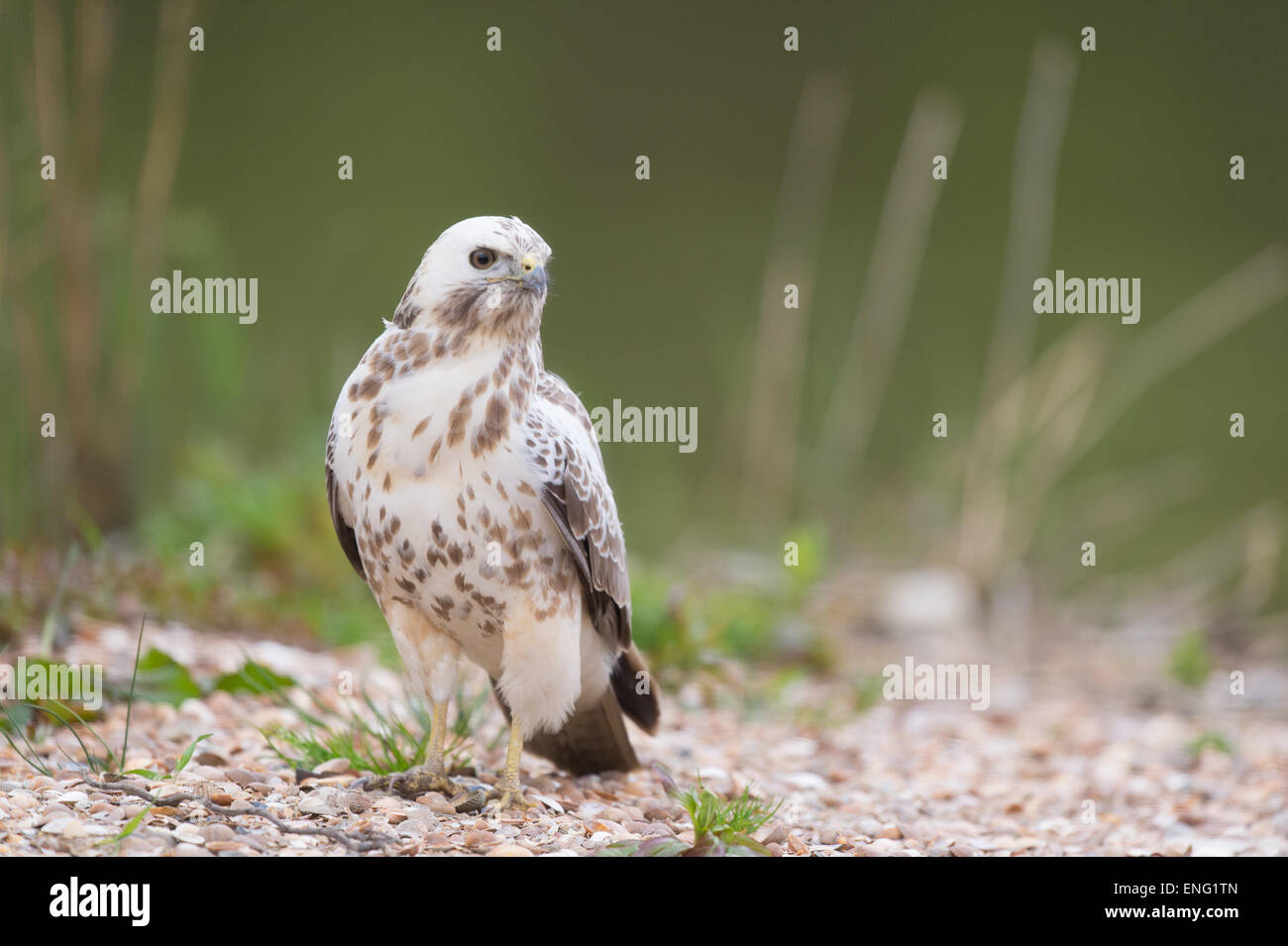 Common Blonde buzzard in nature Stock Photo - Alamy