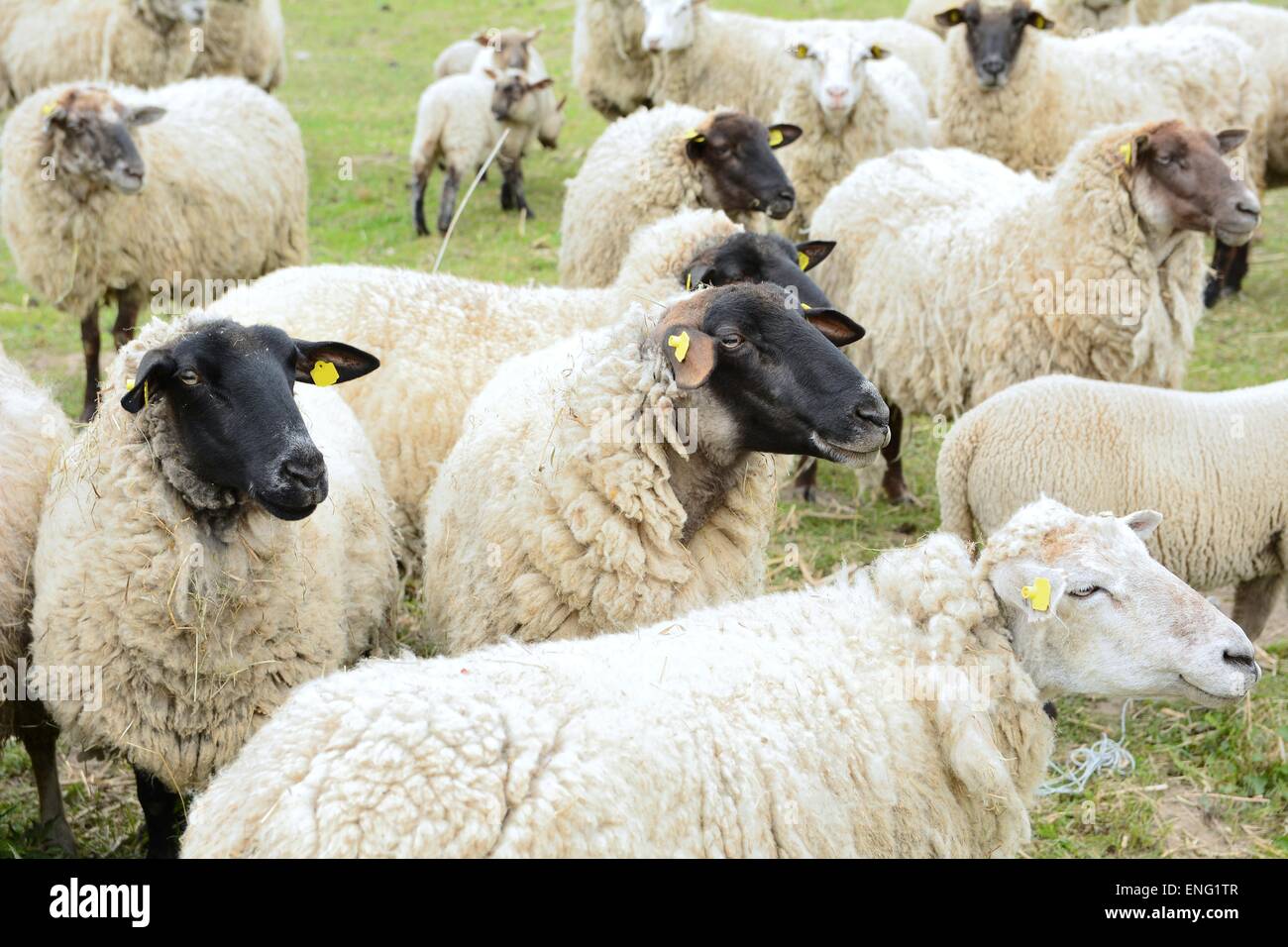 Sheep with yellow mark hi-res stock photography and images - Alamy