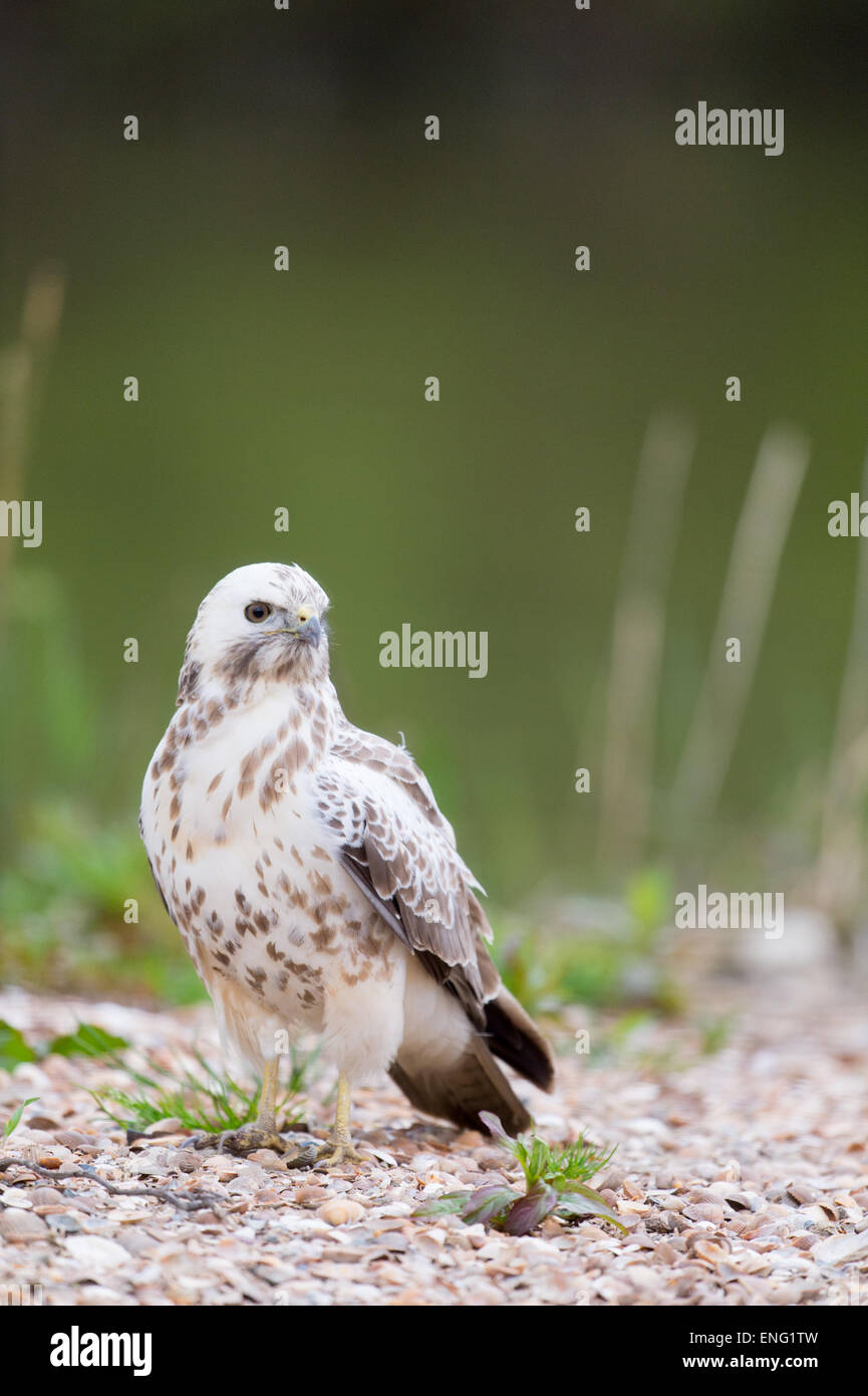 Common Blonde buzzard in nature Stock Photo - Alamy