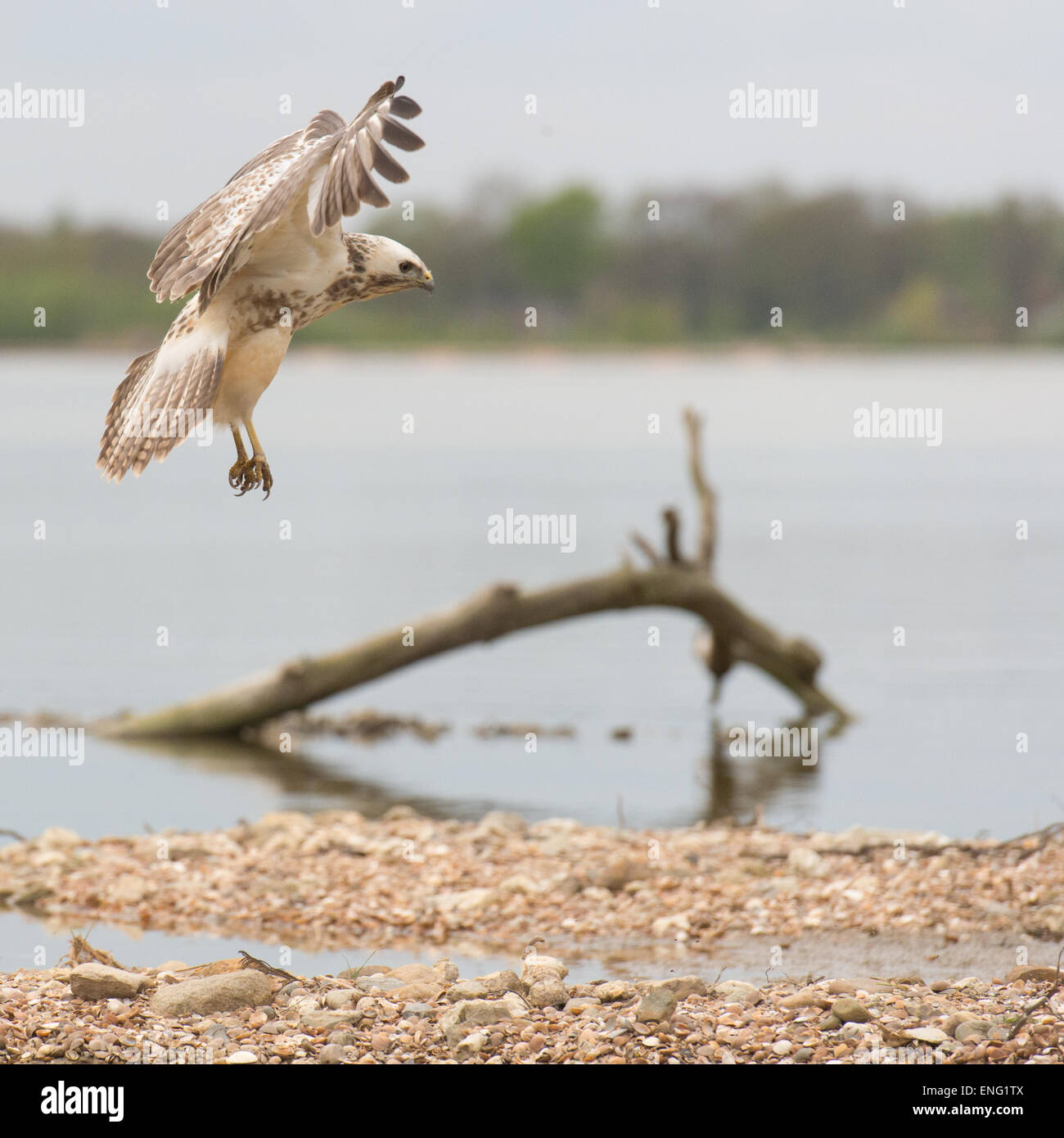 Common Blonde buzzard hunting in nature Stock Photo - Alamy