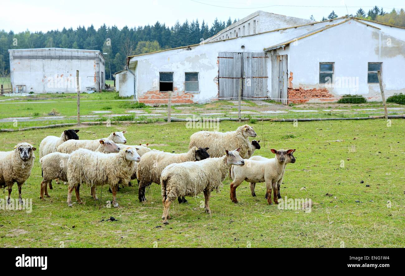 Flock of grazing sheep outside of the farm Stock Photo - Alamy