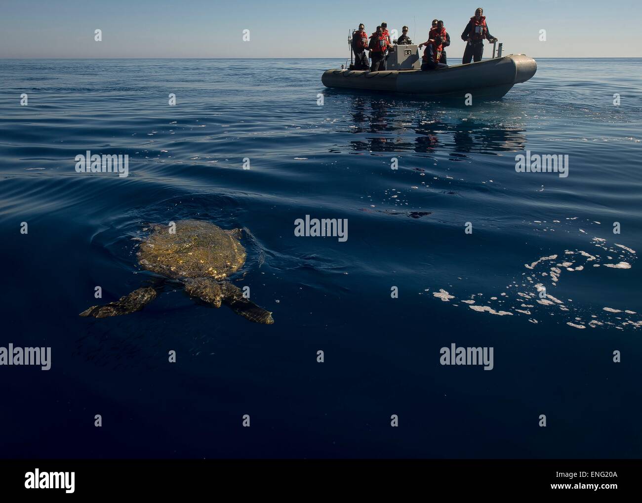 US Navy sailors from the USS Ross navigate around a sea turtle in a ...