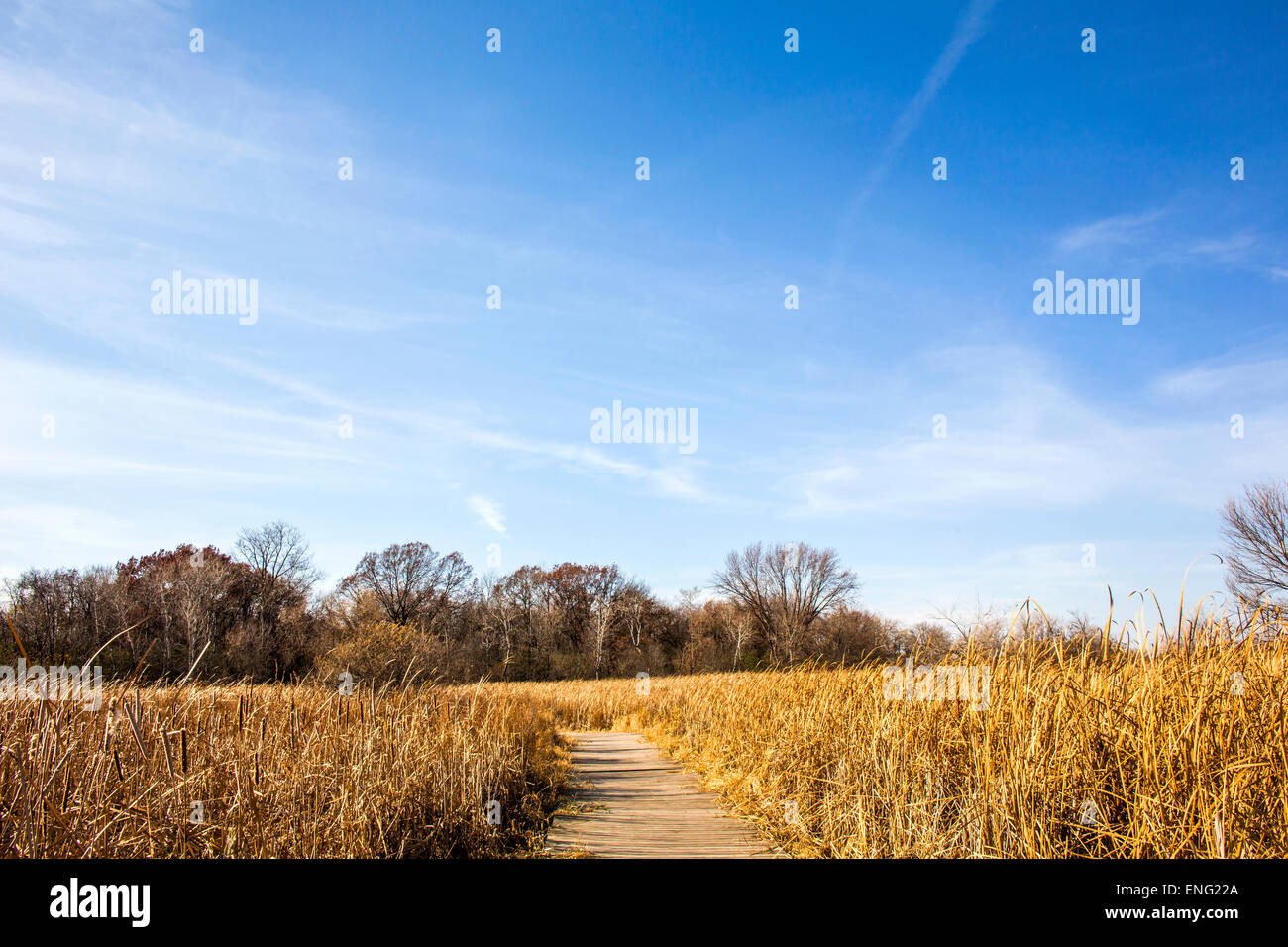 Path through tall grass field under blue sky Stock Photo - Alamy