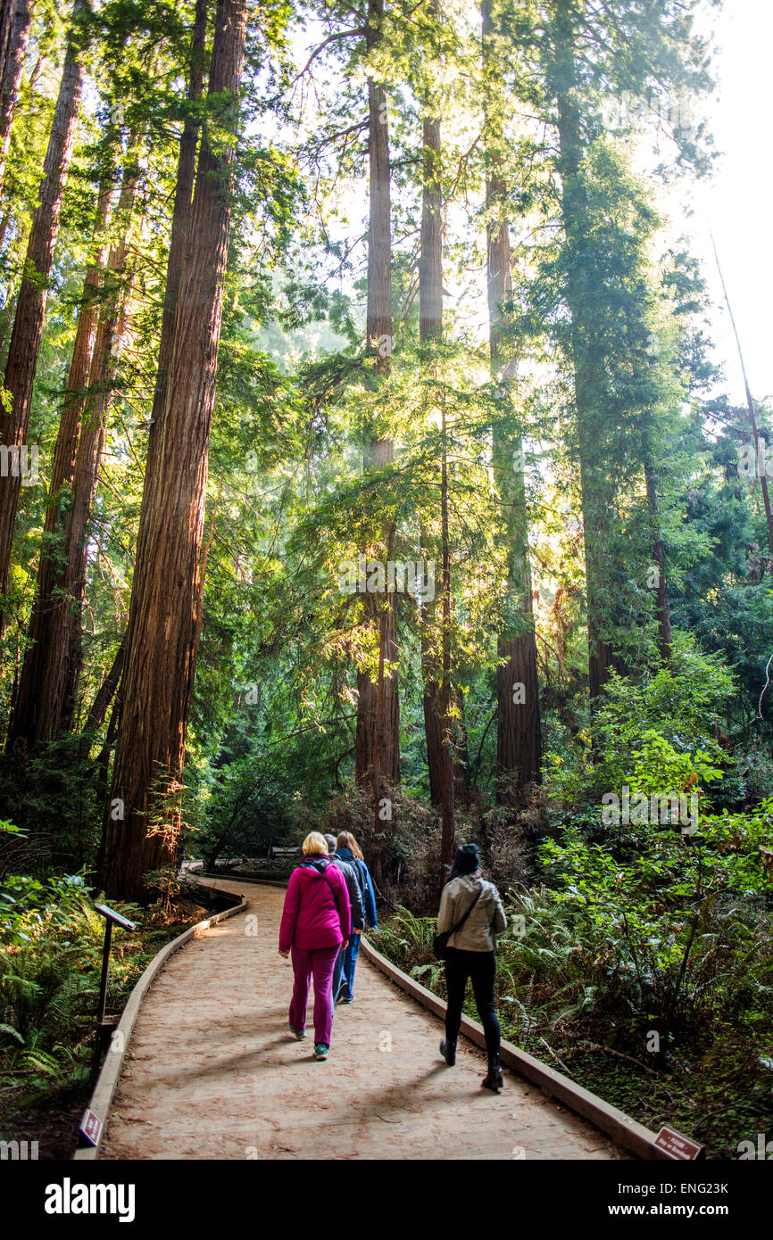 Path walking in forest hi-res stock photography and images - Alamy