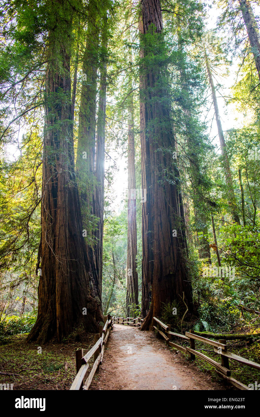 Tall forest tree hi-res stock photography and images - Alamy