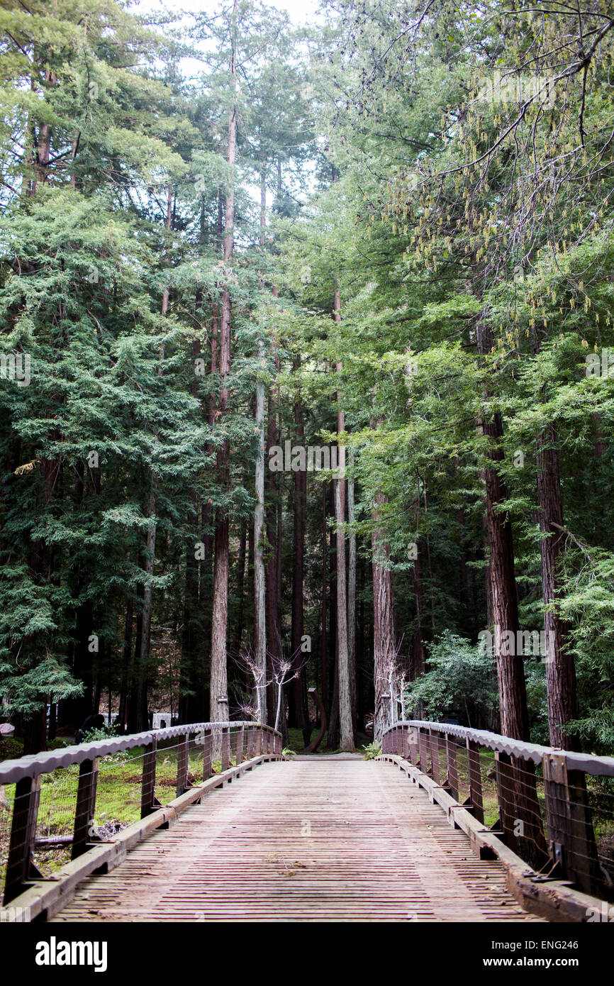 Wooden walkway through tall trees in forest, Big Sur, California ...