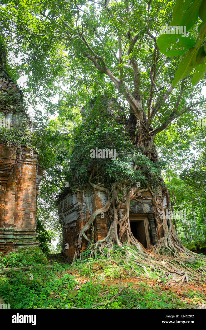 Tree roots growing on Prasat Pram Temple, Koh Ker, Preah Vihear ...