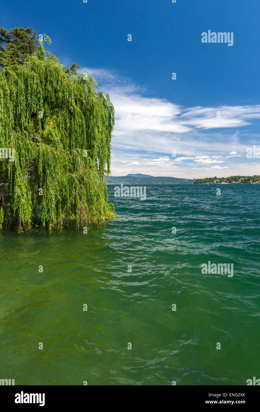 The green tree on a lake Garda with mountains as background Stock Photo ...