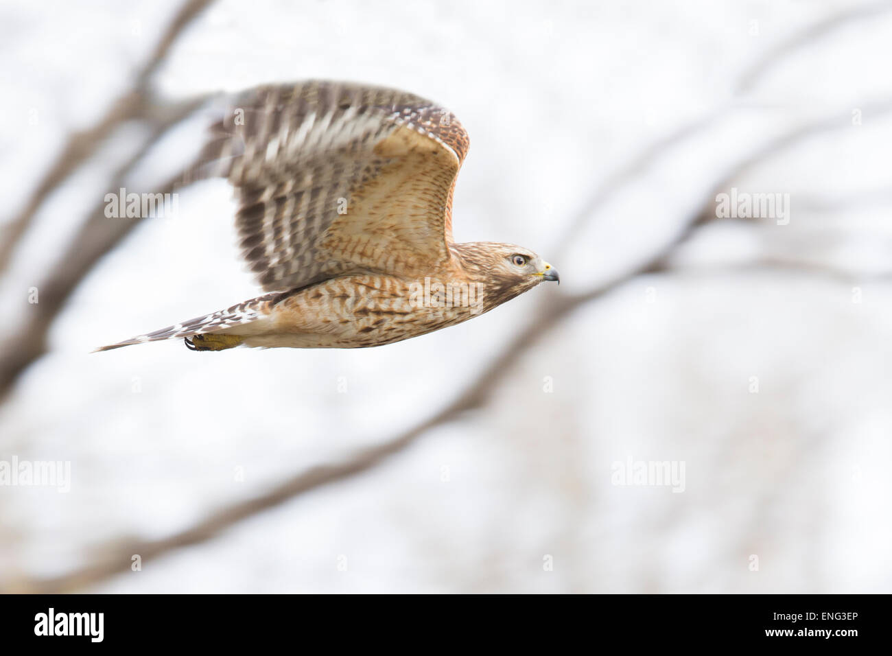 Red-shouldered Hawk in flight Stock Photo - Alamy